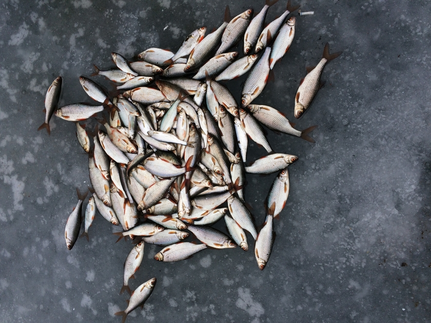 Paprastoji kuoja , pagauta 2017-02-17 - laimikio informacija | Kimba.lt