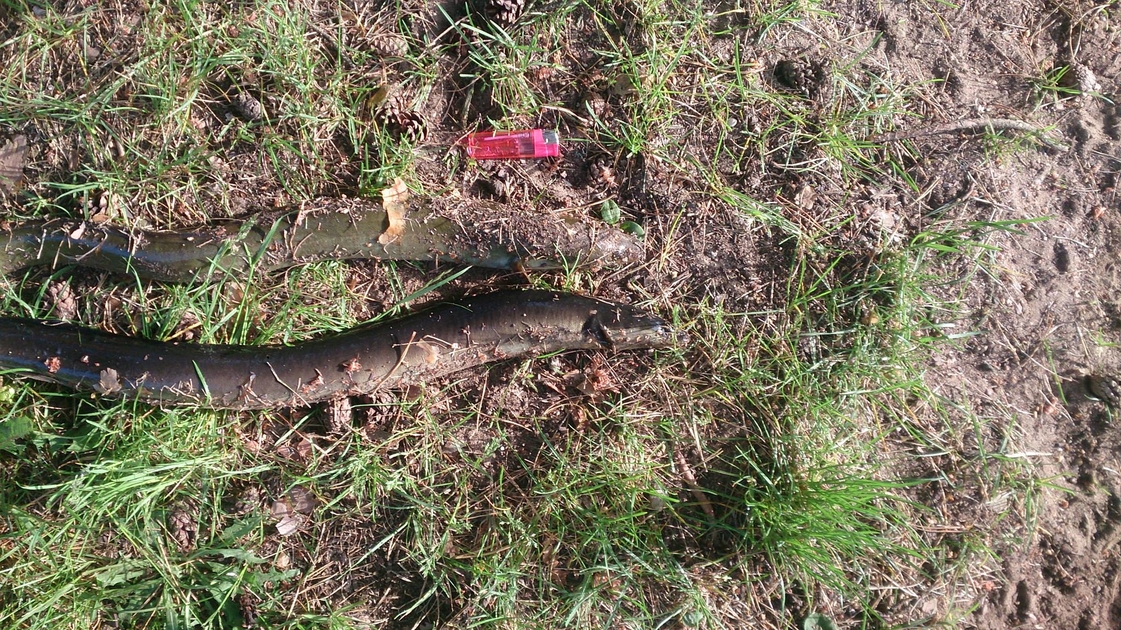 Ungurys , pagauta 2017-06-05 - laimikio informacija | Kimba.lt