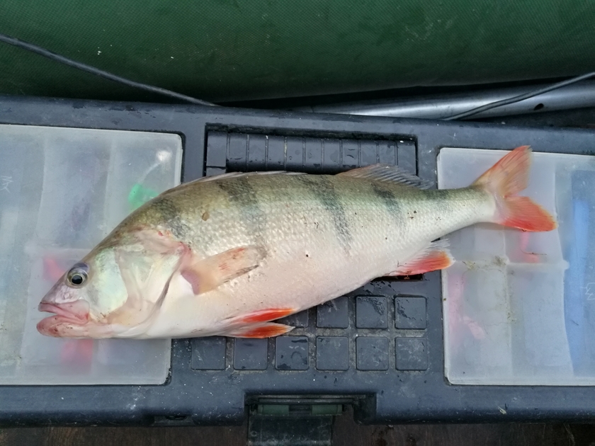 Ešerys, 0.60kg., 38cm. , pagauta 2017-08-15 - laimikio informacija ...