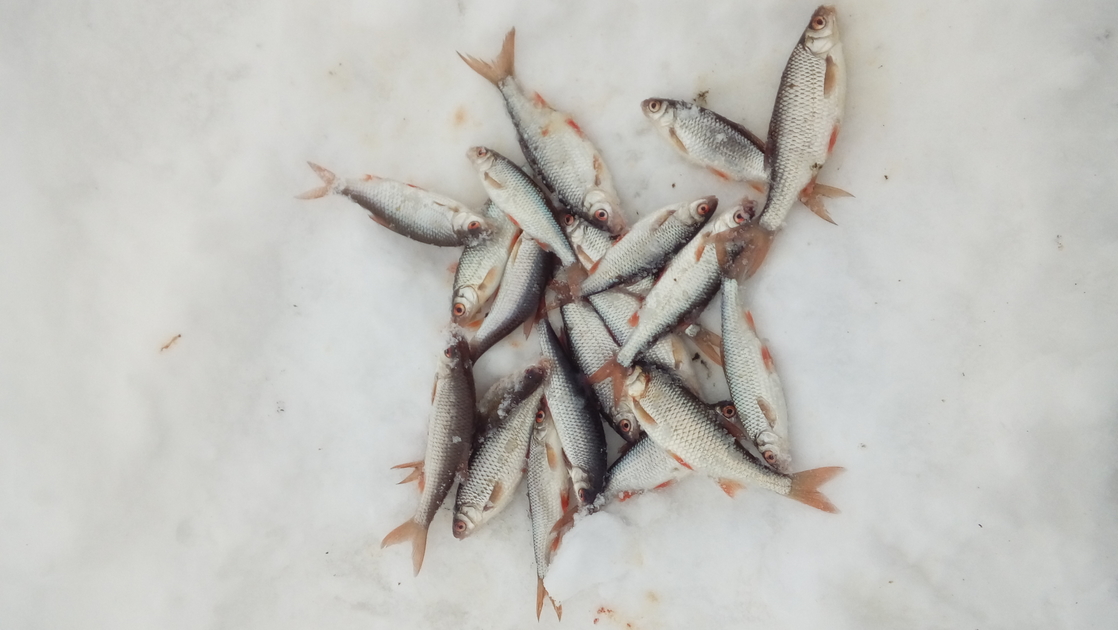 Paprastoji kuoja , pagauta 2018-03-08 - laimikio informacija | Kimba.lt