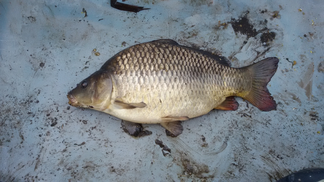 Paprastasis karpis, 2.00kg. , pagauta 2018-05-08 - laimikio informacija ...