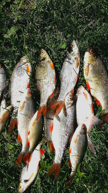 Paprastoji kuoja , pagauta 2018-05-27 - laimikio informacija | Kimba.lt