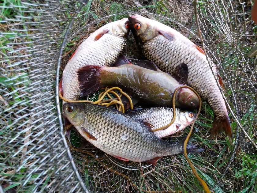 Paprastoji kuoja , pagauta 2018-08-01 - laimikio informacija | Kimba.lt