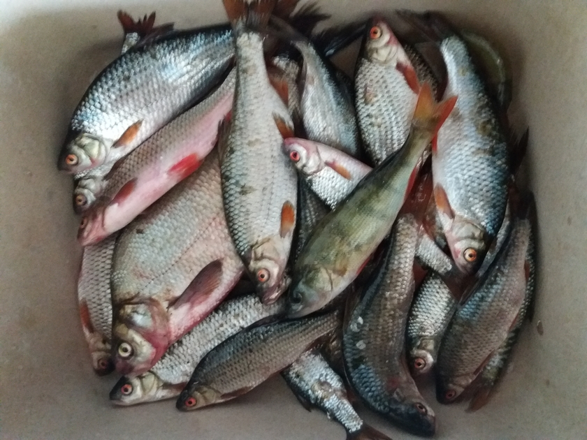 Paprastoji kuoja , pagauta 2018-07-20 - laimikio informacija | Kimba.lt