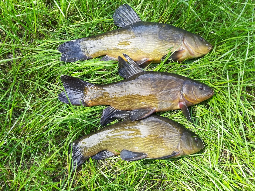 Lynas, 2.30kg. , pagauta 2018-08-18 - laimikio informacija | Kimba.lt