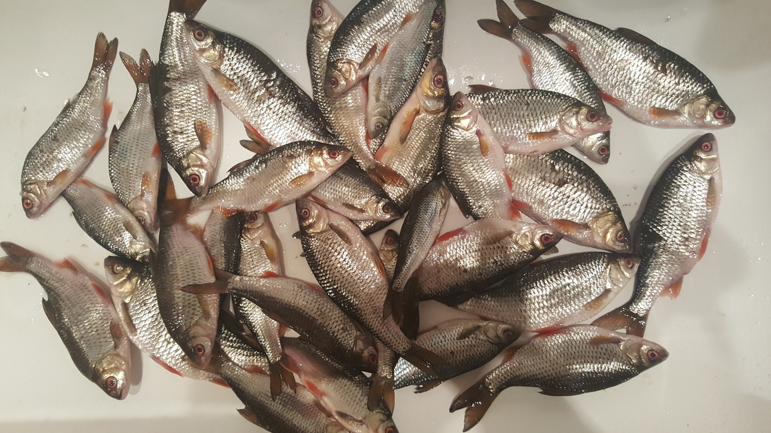 Paprastoji kuoja , pagauta 2018-11-17 - laimikio informacija | Kimba.lt