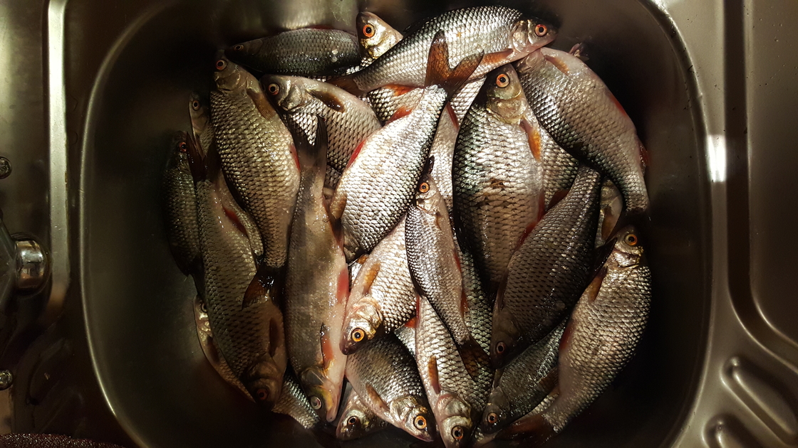 Paprastoji kuoja , pagauta 2018-11-10 - laimikio informacija | Kimba.lt