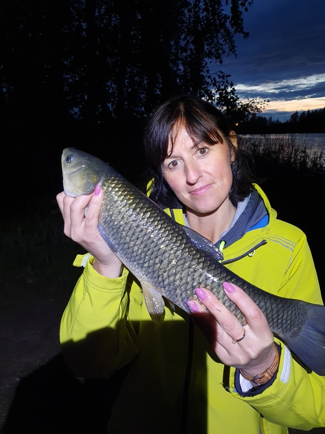 Baltasis amūras, 1.70kg. , pagauta 2019-07-09 - laimikio informacija ...