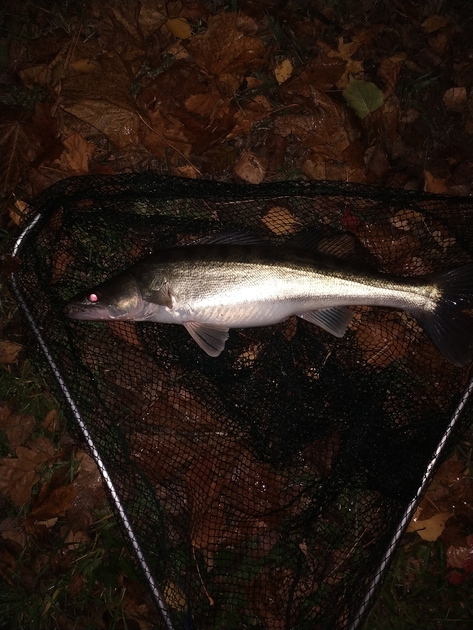 Starkis, 1.13kg. , pagauta 2019-10-09 - laimikio informacija | Kimba.lt