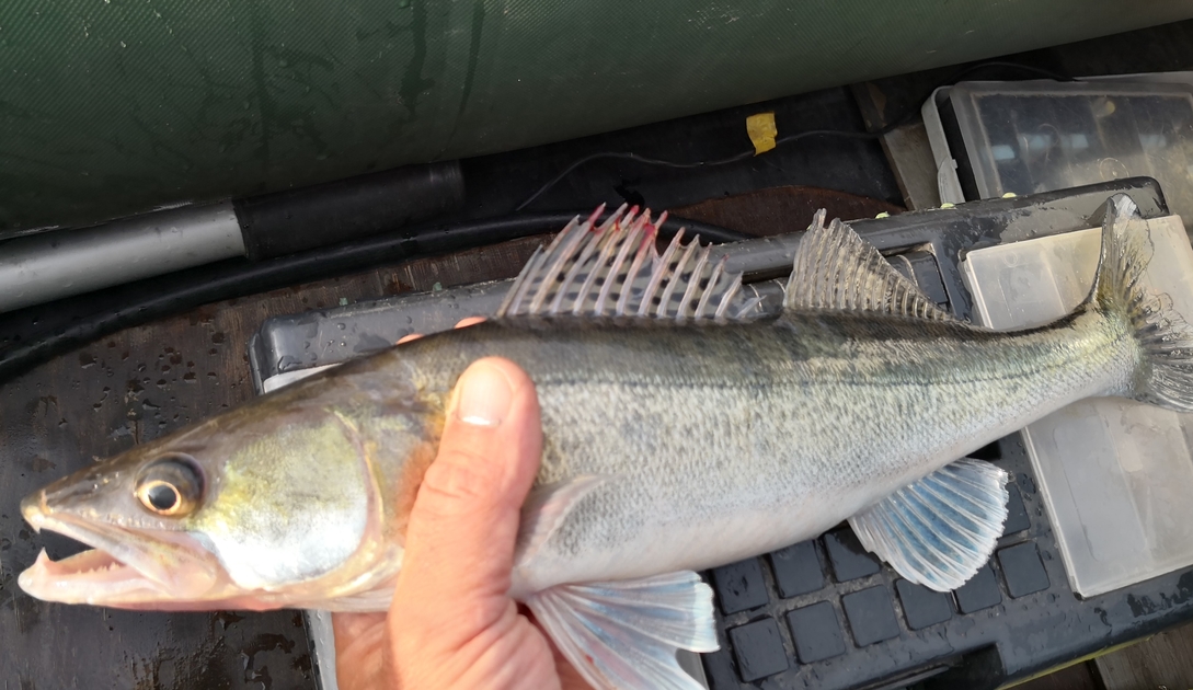 Starkis, 1.10kg., 51cm. , pagauta 2019-06-20 - laimikio informacija ...