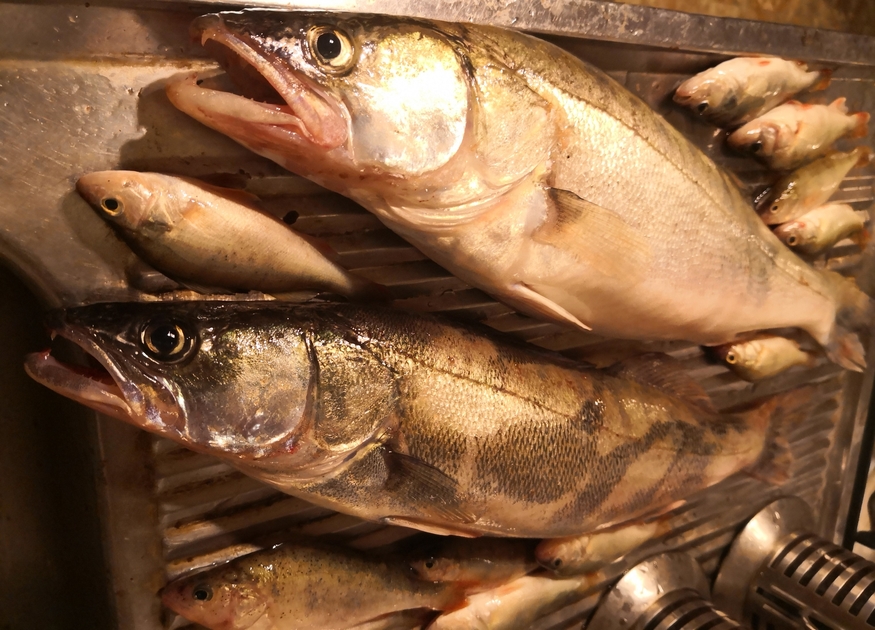 Starkis, 1.50kg., 57cm. , pagauta 2019-08-23 - laimikio informacija ...