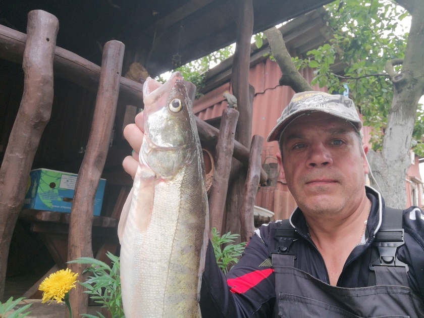 Starkis, 1.50kg., 57cm. , pagauta 2019-08-12 - laimikio informacija ...