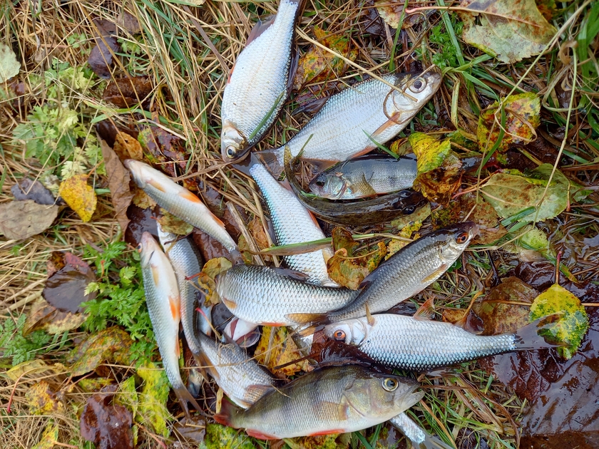 Paprastoji kuoja , pagauta 2020-11-08 - laimikio informacija | Kimba.lt