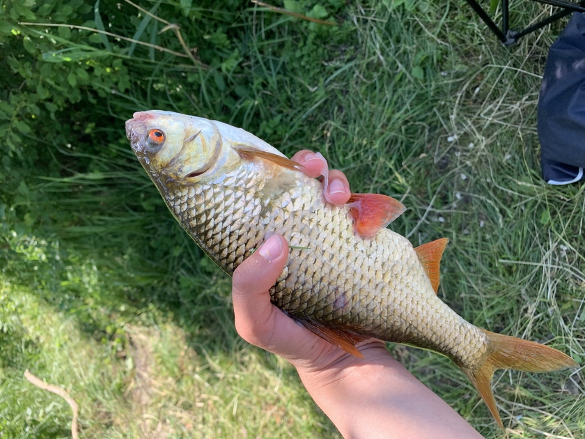 Paprastoji kuoja, 0.40kg. , pagauta 2020-06-24 - laimikio informacija ...