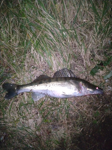 Starkis, 1.50kg., 54cm. , pagauta 2020-10-17 - laimikio informacija ...