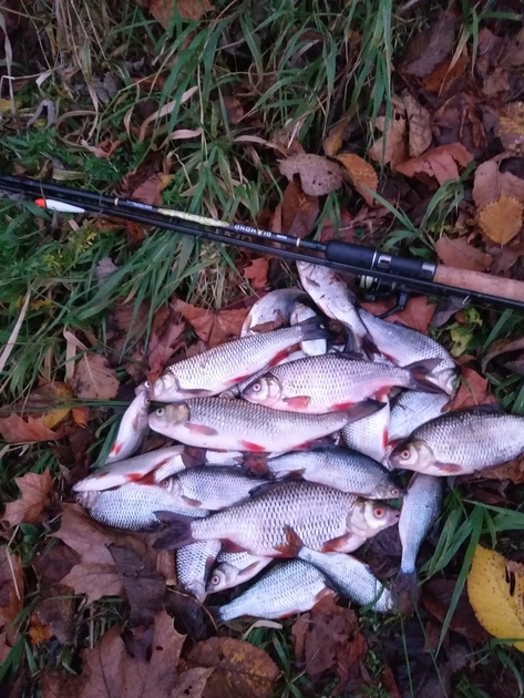 Paprastoji kuoja , pagauta 2020-11-08 - laimikio informacija | Kimba.lt