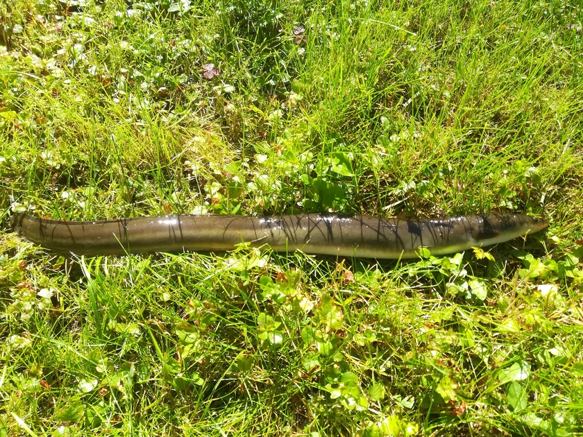 Ungurys , pagauta 2022-06-23 - laimikio informacija | Kimba.lt