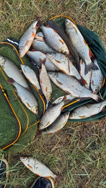 Paprastoji kuoja , pagauta 2022-08-14 - laimikio informacija | Kimba.lt