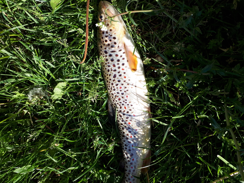 Margasis upėtakis, 40cm. , pagauta 2022-05-15 - laimikio informacija ...