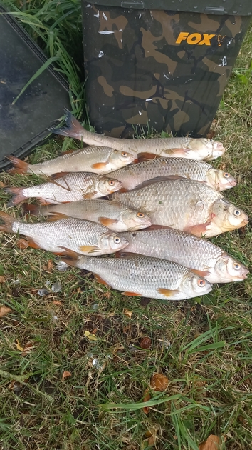 Paprastoji kuoja , pagauta 2022-08-21 - laimikio informacija | Kimba.lt