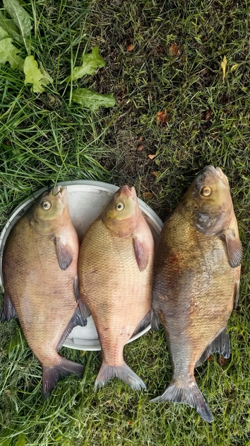 Karšis , pagauta 2023-09-13 - laimikio informacija | Kimba.lt