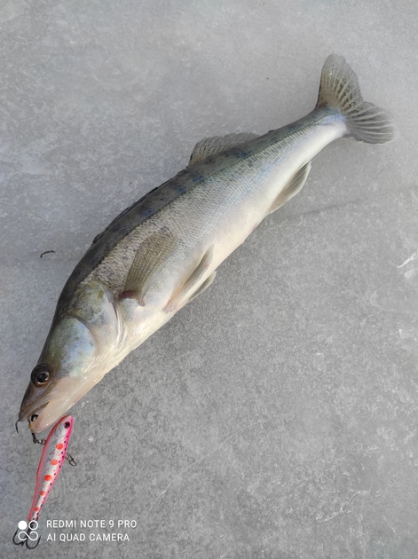 Starkis , pagauta 2024-02-04 - laimikio informacija | Kimba.lt