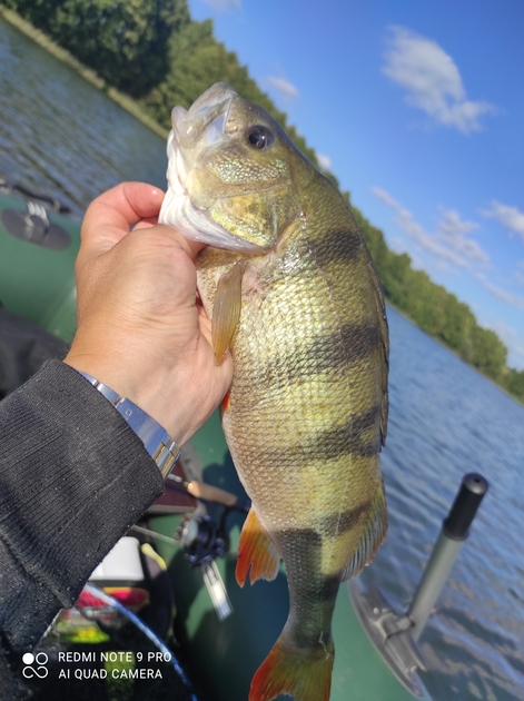 Ešerys, 0.70kg., 40cm. , pagauta 2023-09-17 - laimikio informacija ...