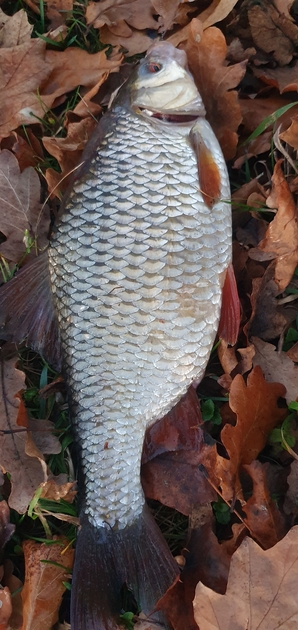 Paprastoji kuoja , pagauta 2022-11-03 - laimikio informacija | Kimba.lt