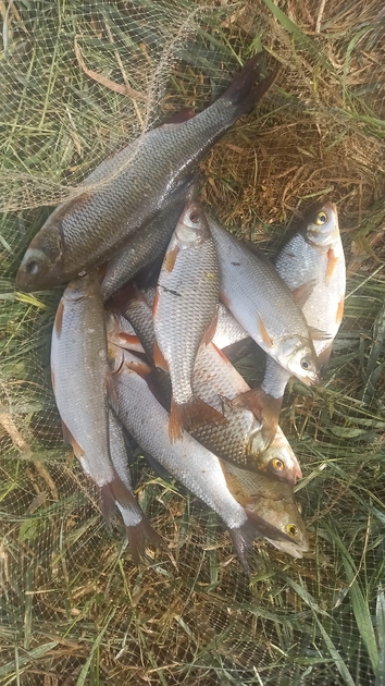 Paprastoji kuoja , pagauta 2023-06-25 - laimikio informacija | Kimba.lt