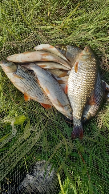 Paprastoji kuoja , pagauta 2023-07-09 - laimikio informacija | Kimba.lt