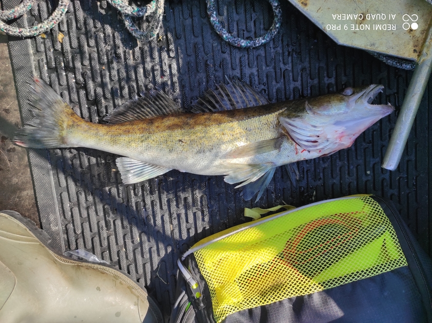 Starkis, 47cm. , pagauta 2023-07-02 - laimikio informacija | Kimba.lt