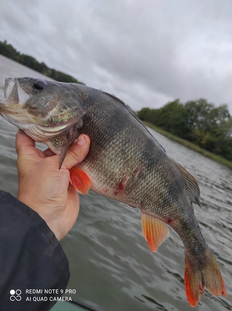 Ešerys, 0.90kg., 41cm. - laimikio informacija | Kimba.lt