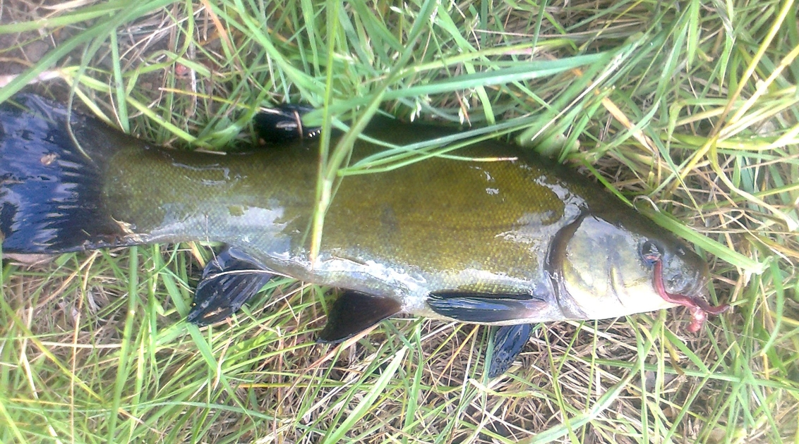 Lynas, 25cm. , pagauta 2023-06-04 - laimikio informacija | Kimba.lt