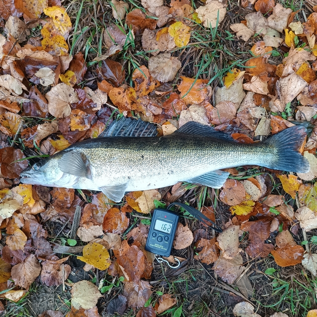 Starkis, 1.60kg. , pagauta 2022-10-01 - laimikio informacija | Kimba.lt