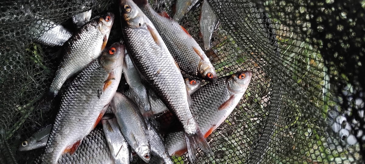 Paprastoji kuoja , pagauta 2025-06-29 - laimikio informacija | Kimba.lt