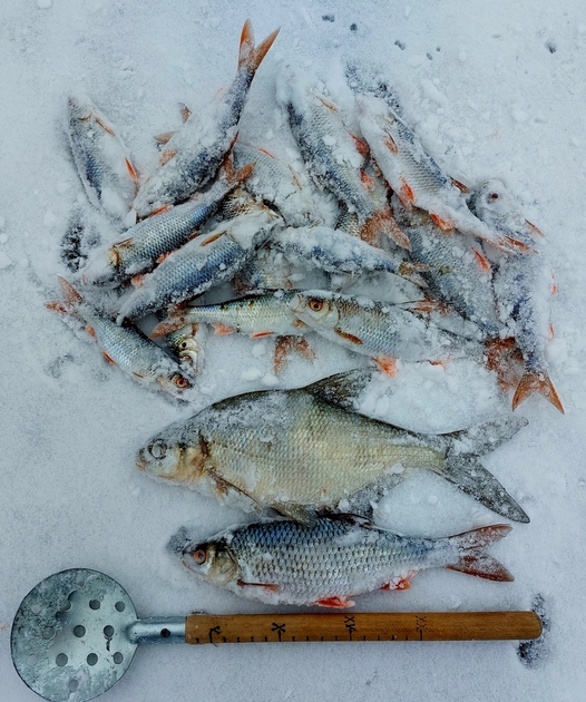 Paprastoji kuoja , pagauta 2025-02-17 - laimikio informacija | Kimba.lt