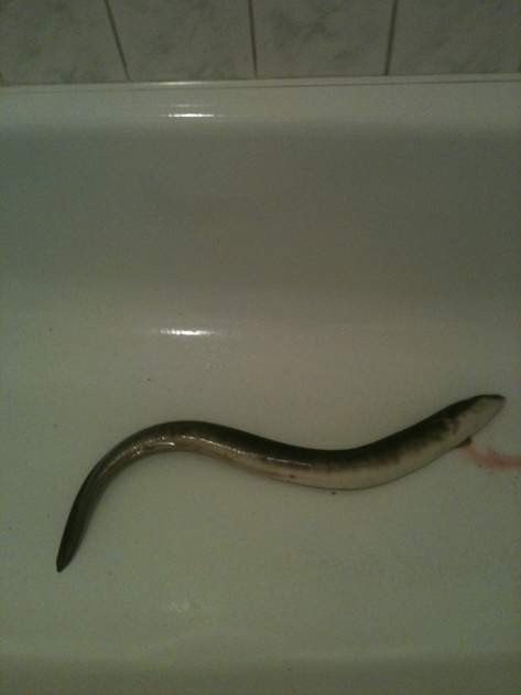 Ungurys, 2.00kg., 100cm. , pagauta 2014-06-25 - laimikio informacija ...