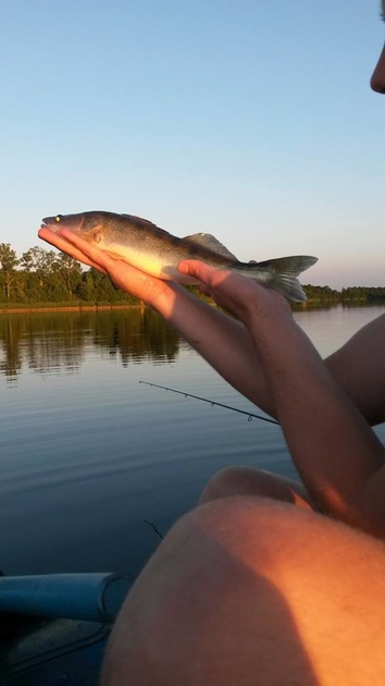 Starkis, 0.80kg., 40cm. , pagauta 2014-07-20 - laimikio informacija ...