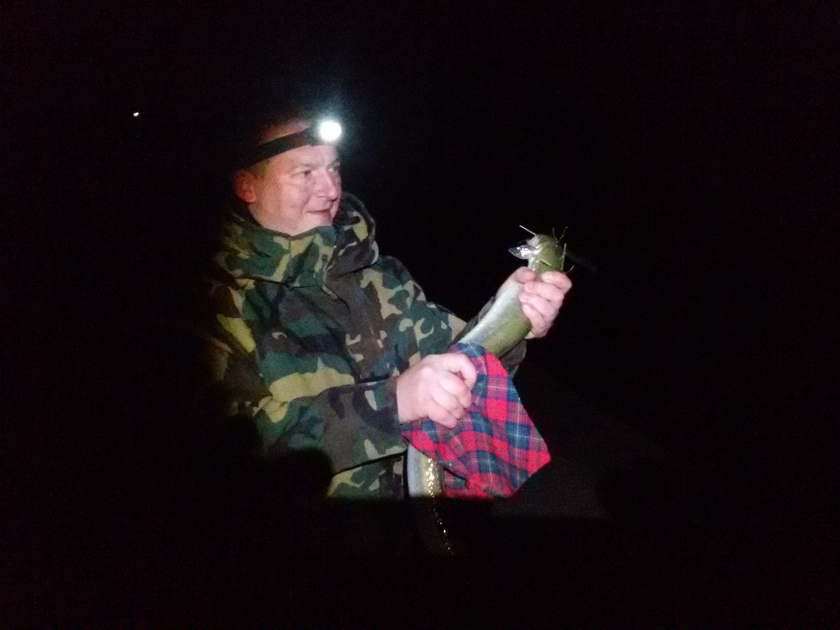 Ungurys, 1.50kg., 90cm. , pagauta 2015-06-05 - laimikio informacija ...