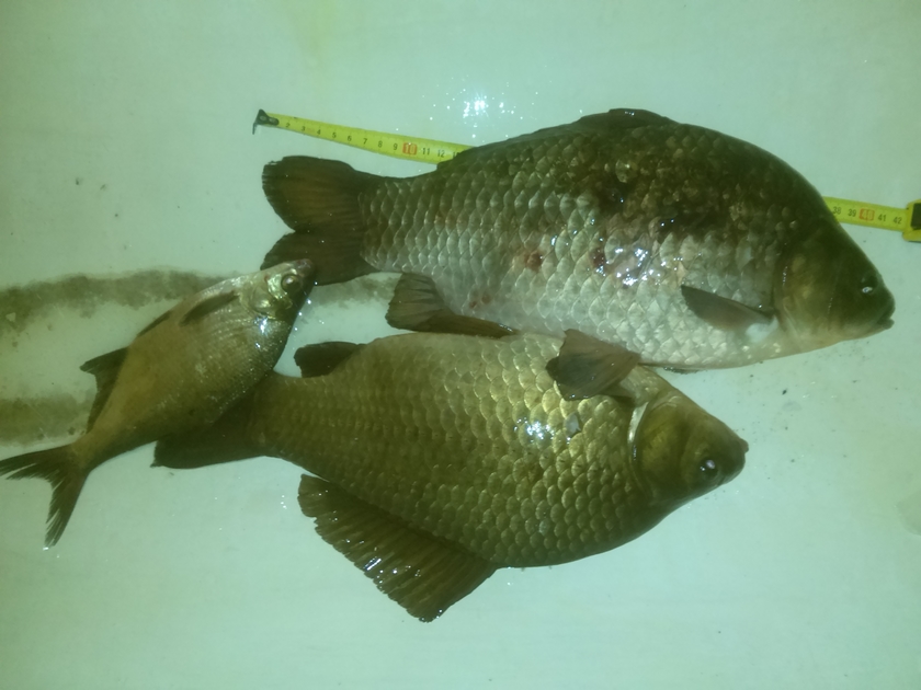 Auksinis karosas, 1.60kg., 41cm. , pagauta 2015-07-24 - laimikio ...