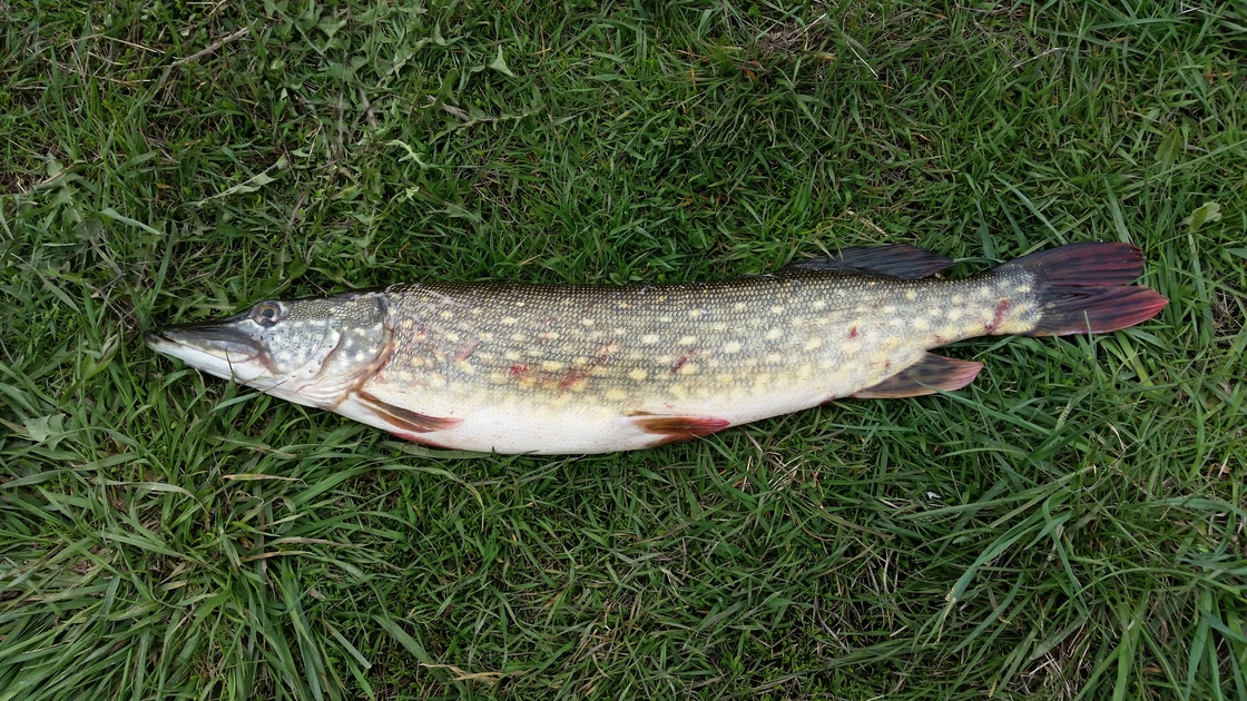 Lydeka, 2.10kg., 55cm. , pagauta 2015-04-26 - laimikio informacija ...