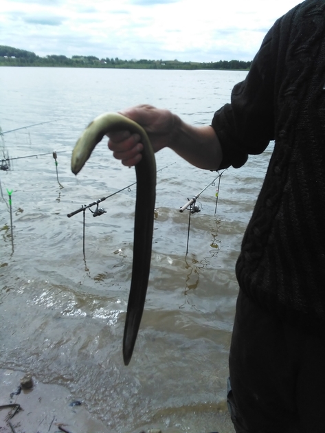 Ungurys, 0.40kg. , pagauta 2015-07-15 - laimikio informacija | Kimba.lt