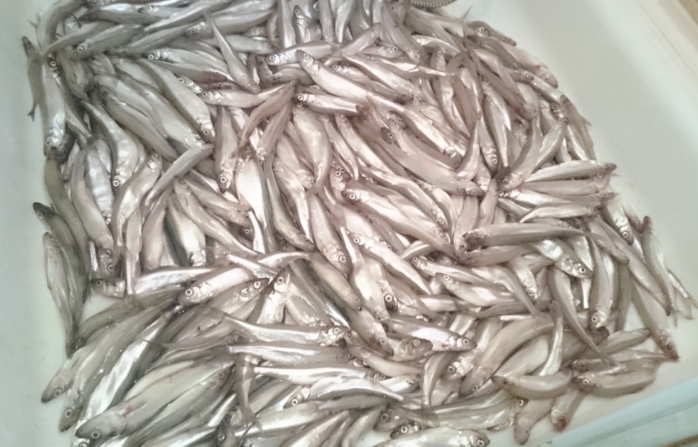 Stinta, 7.20kg. , pagauta 2016-02-23 - laimikio informacija | Kimba.lt