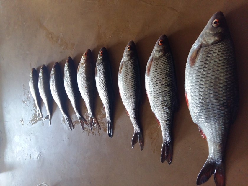 Paprastoji kuoja , pagauta 2016-04-12 - laimikio informacija | Kimba.lt