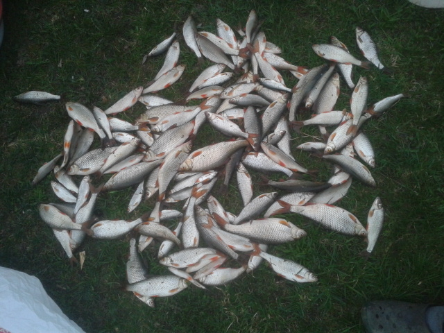 Paprastoji kuoja , pagauta 2016-04-09 - laimikio informacija | Kimba.lt