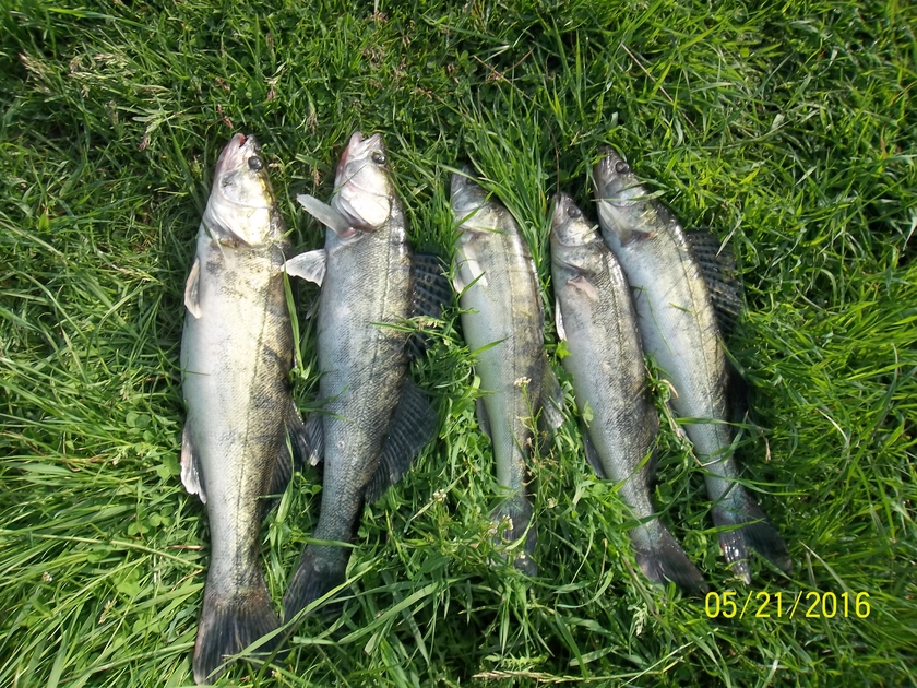 Starkis , pagauta 2016-05-21 - laimikio informacija | Kimba.lt