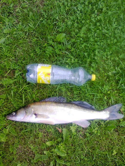 Starkis, 1.40kg. , pagauta 2016-07-05 - laimikio informacija | Kimba.lt