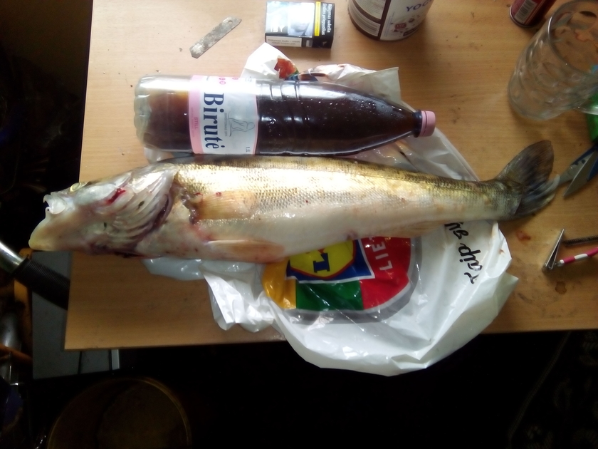 Starkis, 2.00kg., 62cm. , pagauta 2016-08-21 - laimikio informacija ...