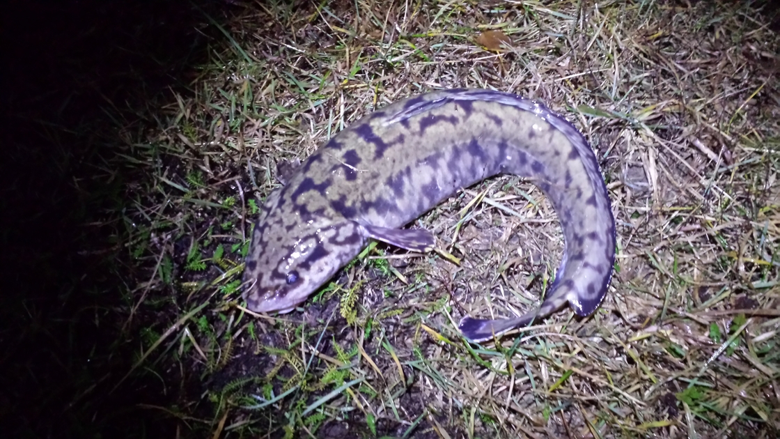 Vėgėlė, 1.50kg. , pagauta 2016-11-20 - laimikio informacija | Kimba.lt