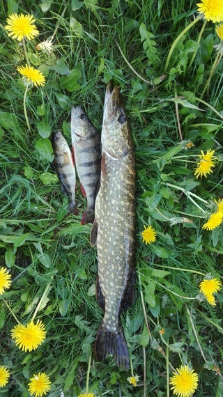 Lydeka, 1.00kg., 50cm. , pagauta 2018-05-09 - laimikio informacija ...